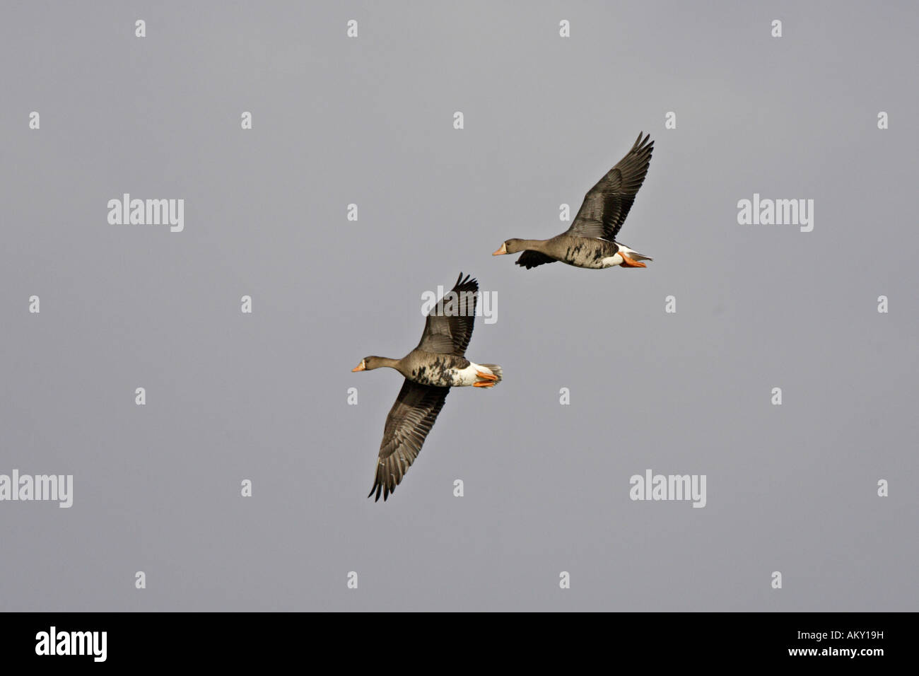 Greenland White Fronted Geese in Flight Stock Photo - Alamy