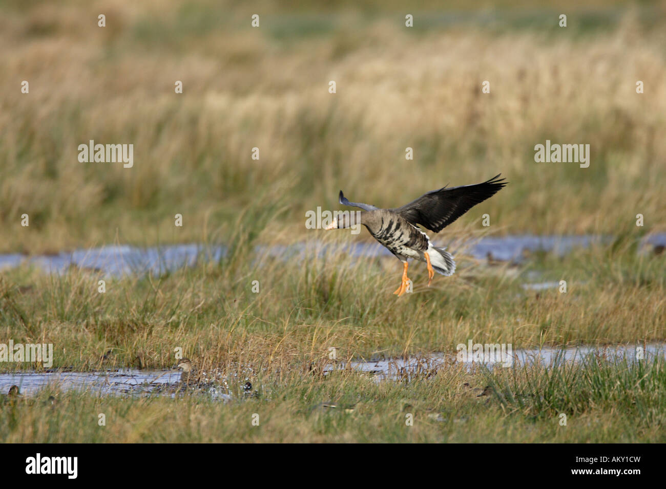 Greenland White Fronted Goose in Flight Stock Photo - Alamy