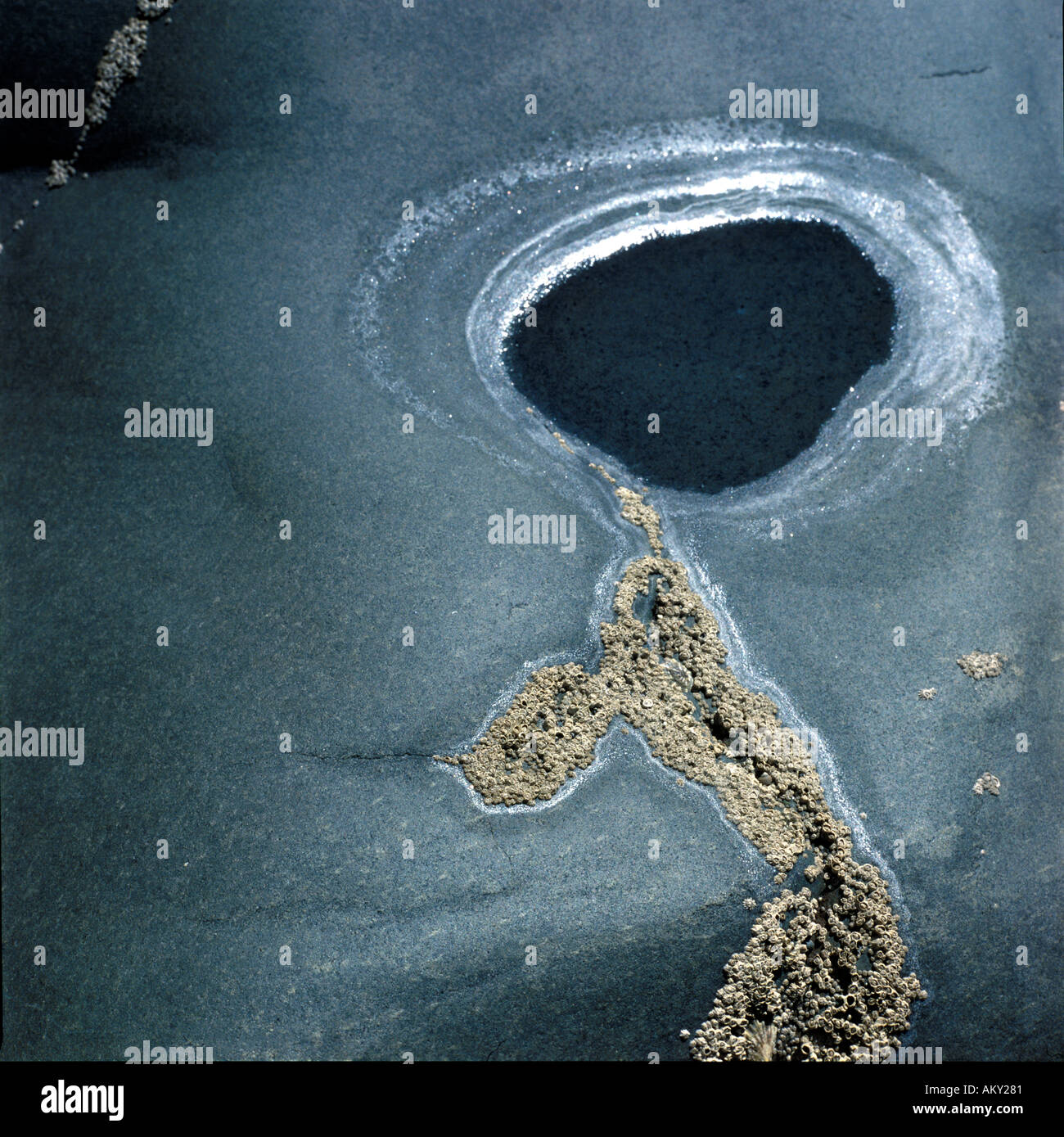 Abstract detail of evaporating rockpool on blue grey rock with ...