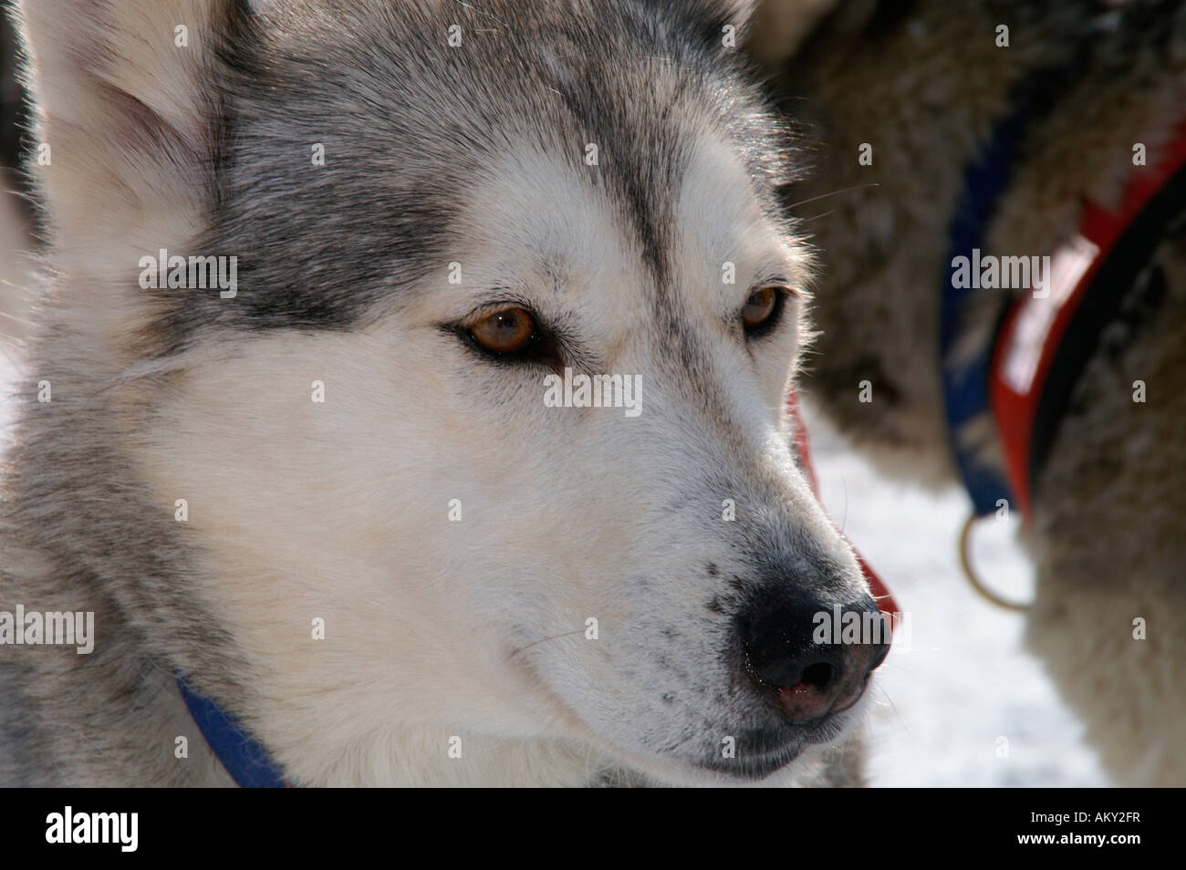 Sledge dog, Husky Stock Photo - Alamy