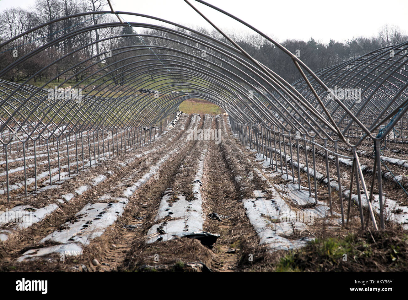 Preparing Poly Tunnels for growing crops 013 Stock Photo - Alamy