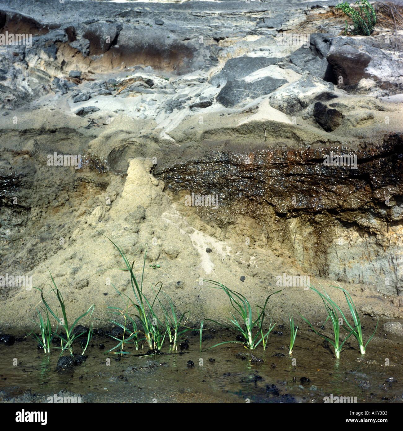 French Atlantic Coast abstract of marram grass on exposed eroded clay ...