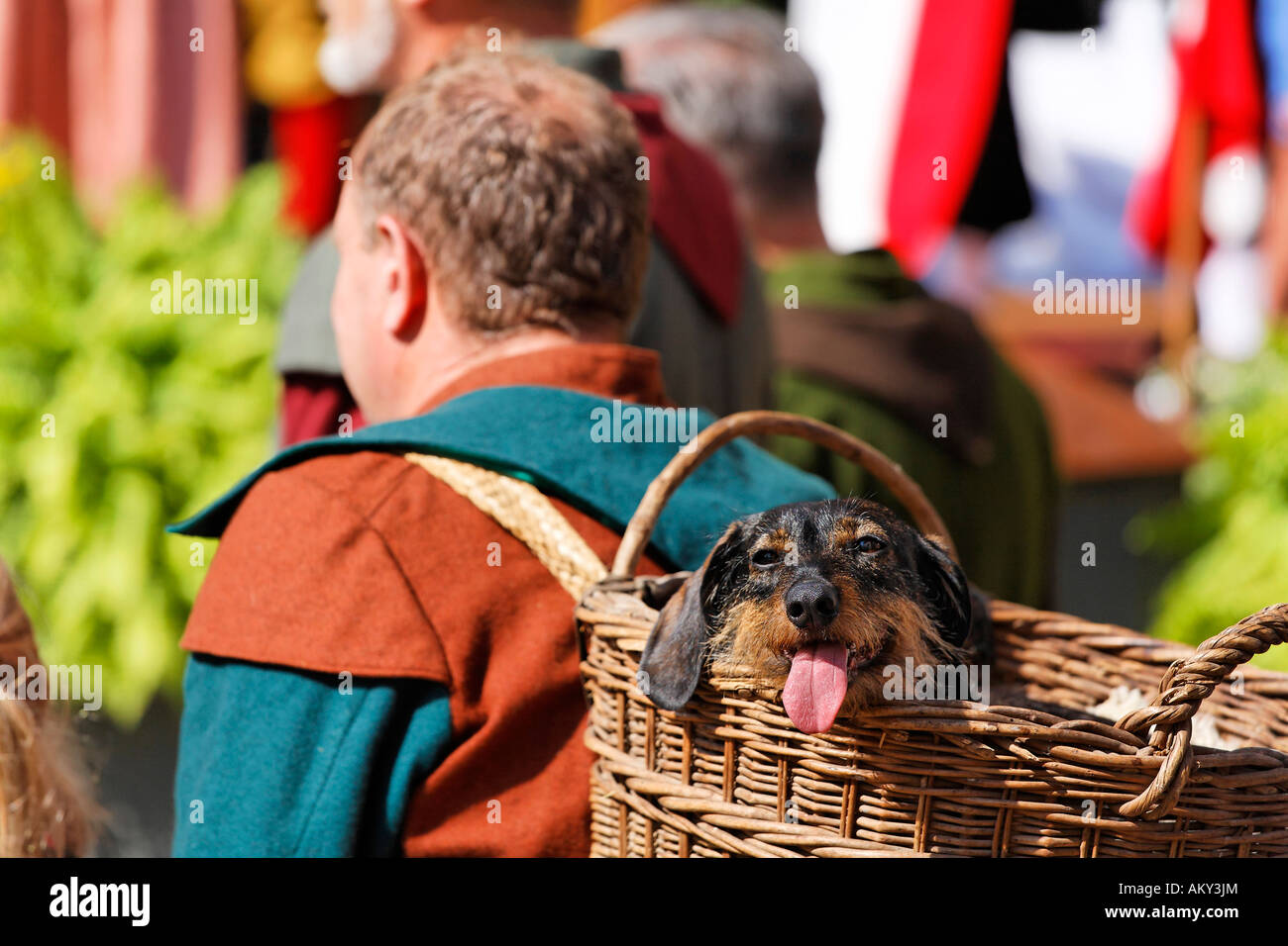 Dachshund in basket, festival "Die Schutzfrau von Muennerstadt ...
