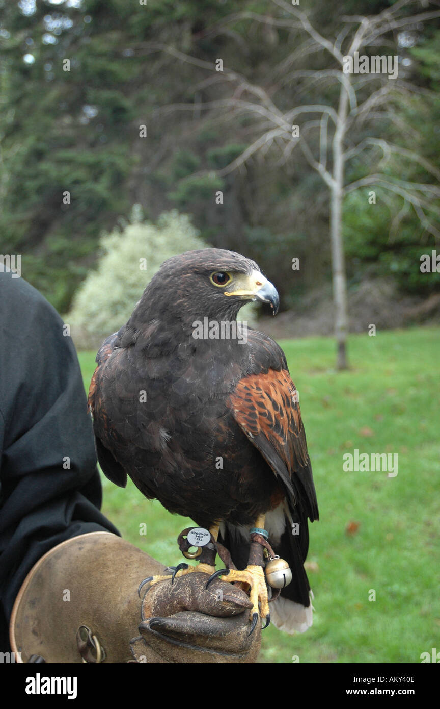 Gauntlet glove hi-res stock photography and images - Alamy