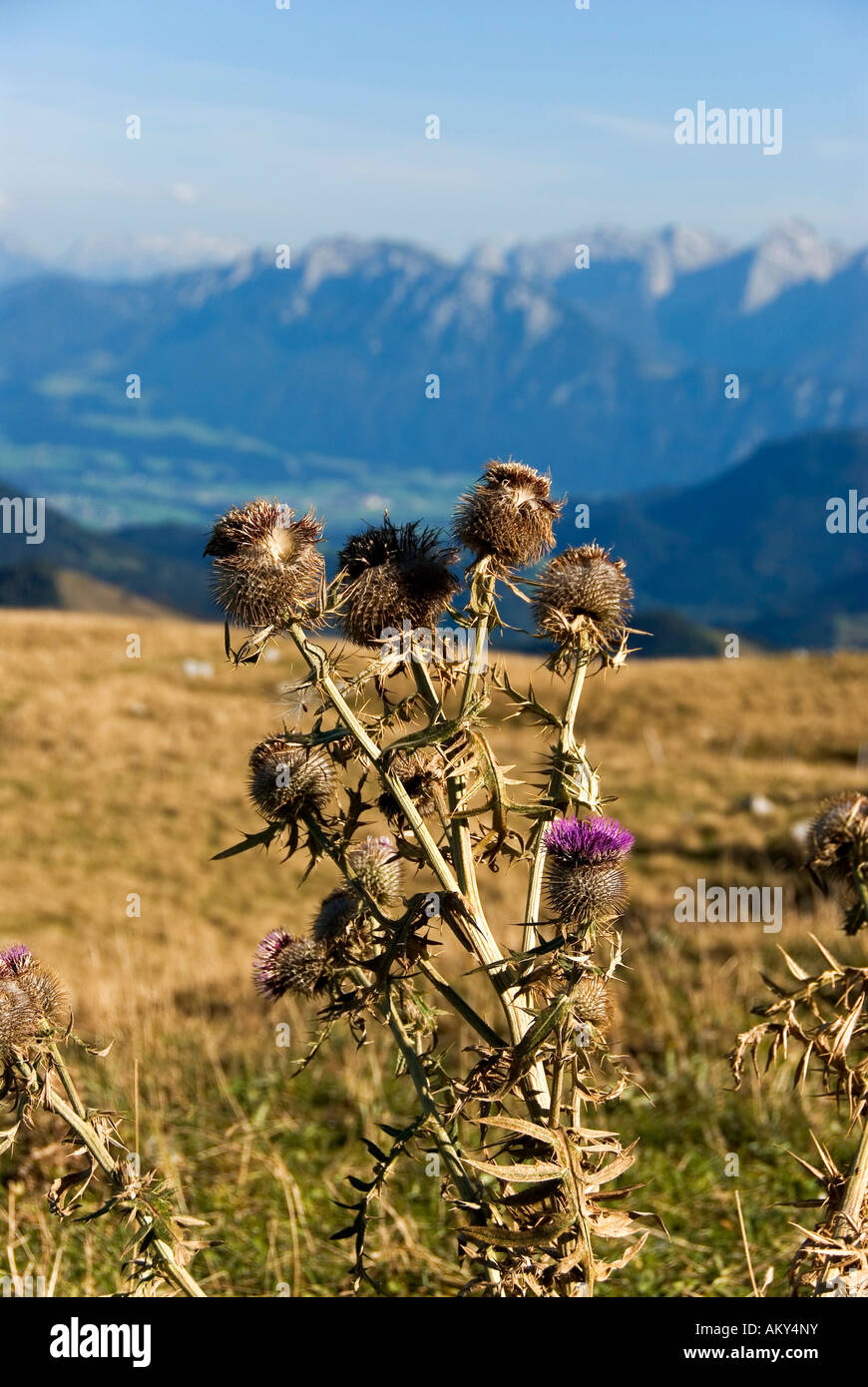 Alpen disteln hi-res stock photography and images - Alamy