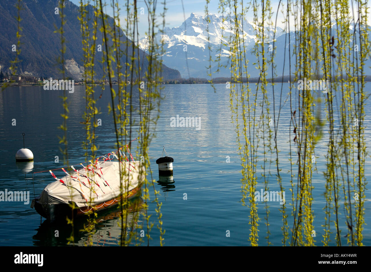 Springtime at Lake Geneva, Dents du Midi, Vaud, Switzerland Stock Photo ...