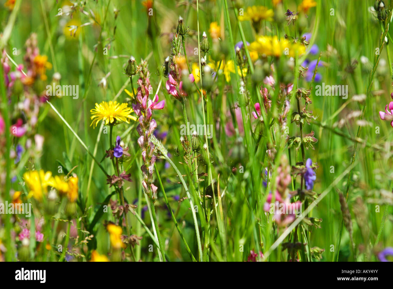 Natural flower meadow Stock Photo - Alamy
