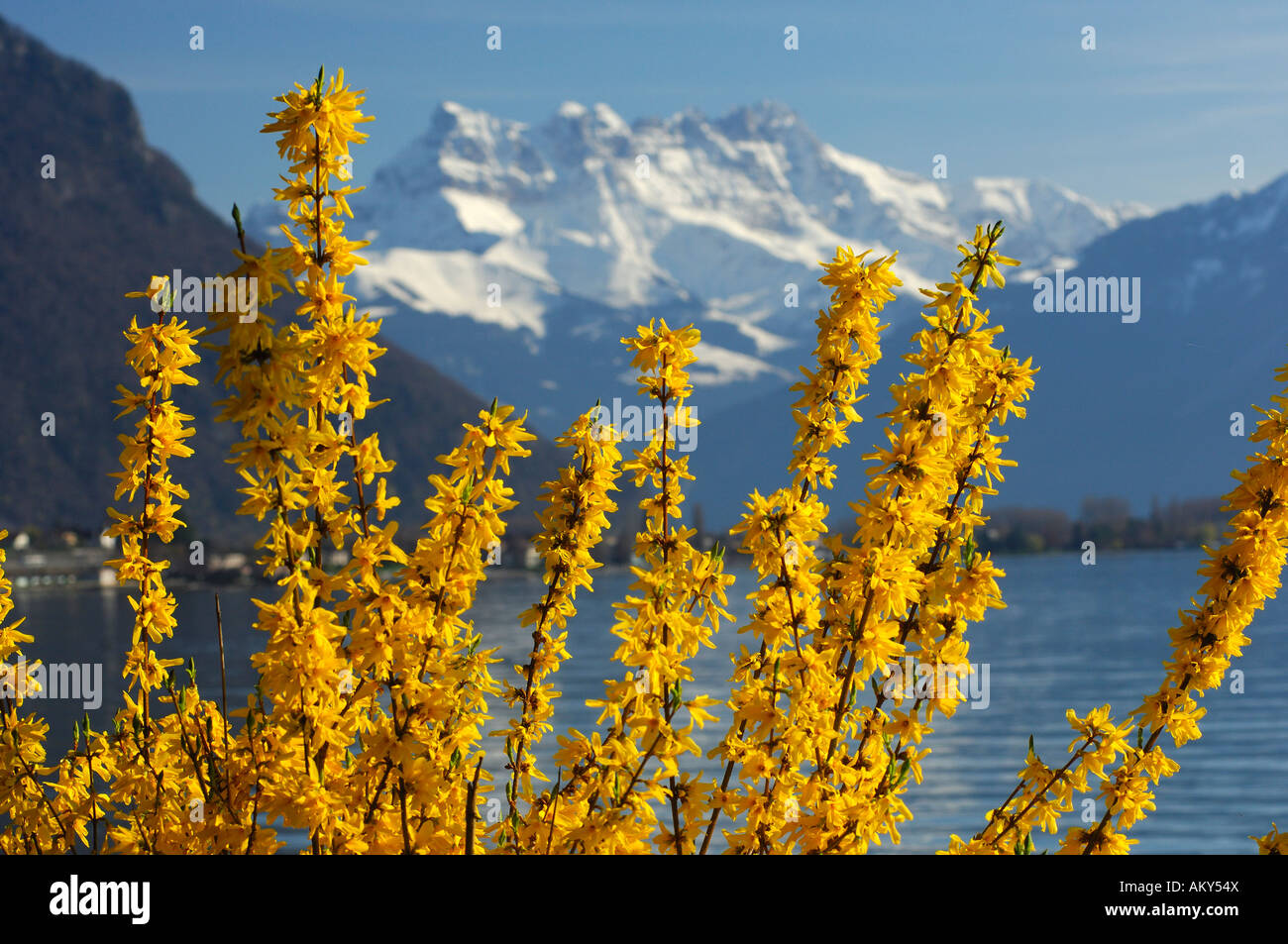 Springtime at Lake Geneva near Montreux, view of the peaks of Dents du ...