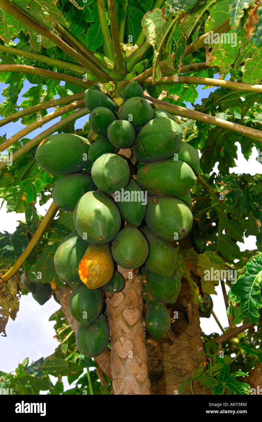Papaya plantage hi-res stock photography and images - Alamy