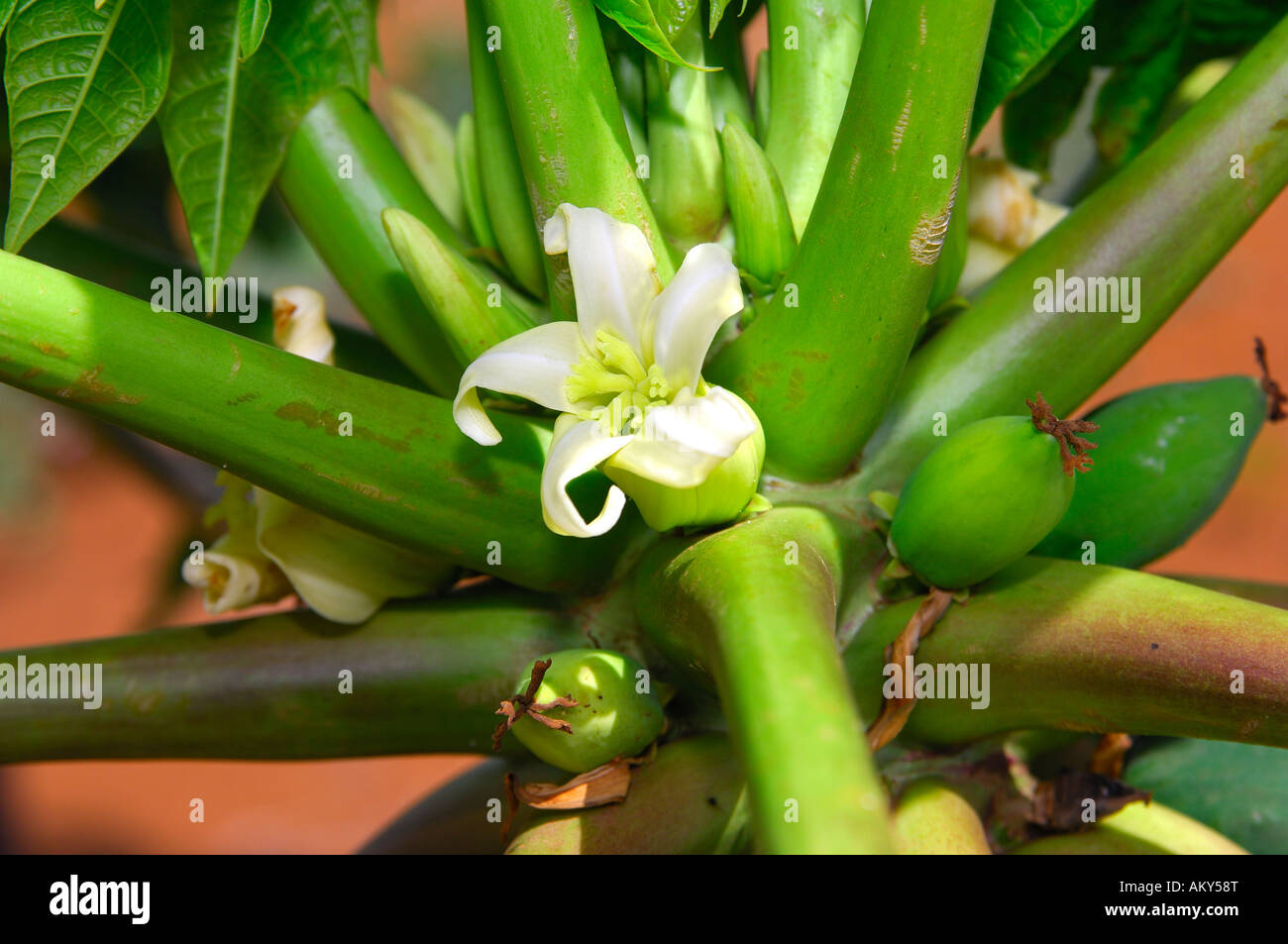 Papaya plantage hi-res stock photography and images - Alamy