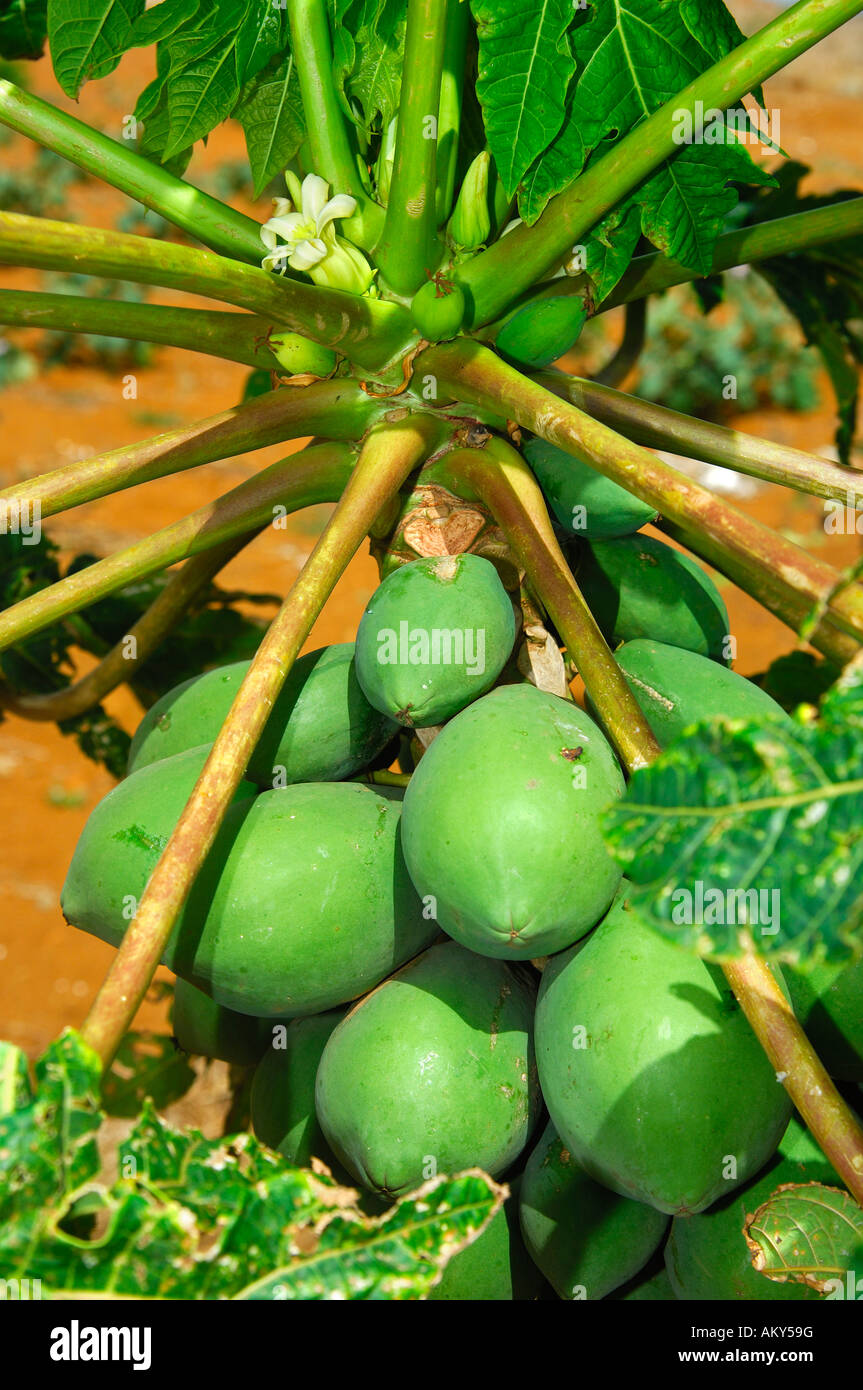 Papaya plantage hi-res stock photography and images - Alamy