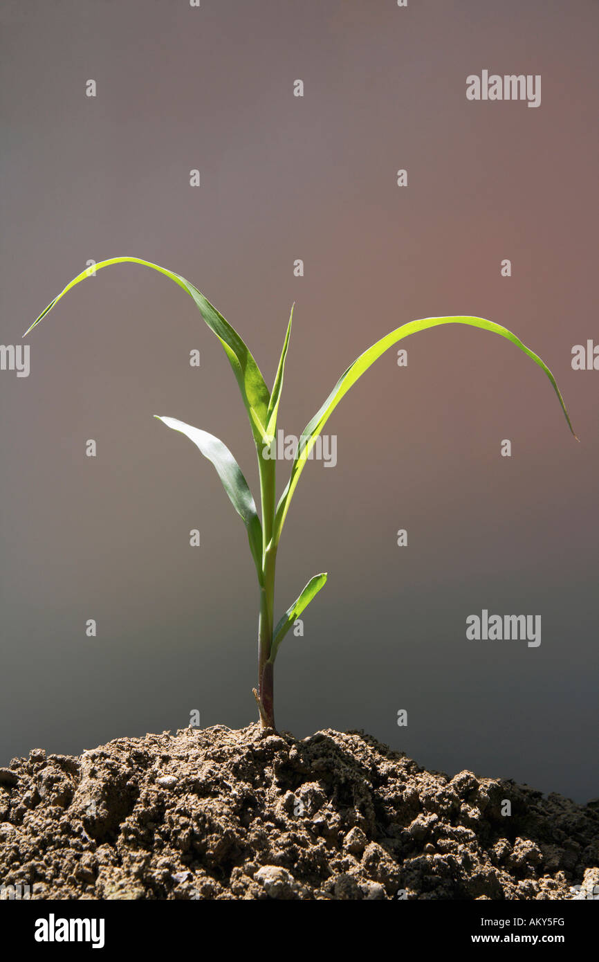 Corn figures hi-res stock photography and images - Alamy