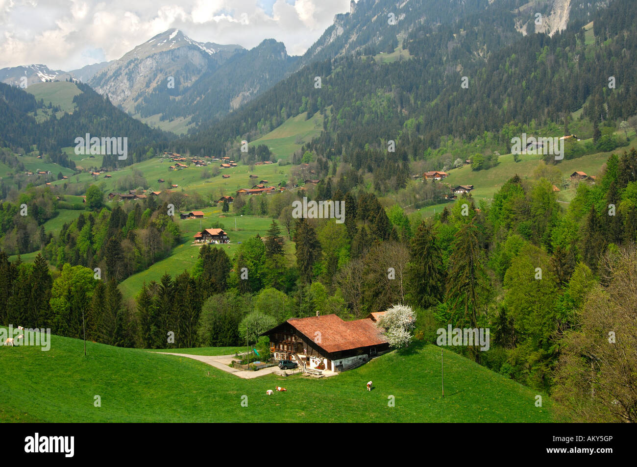 Pre-alpine landscape of the Simmental with Swiss farm yard, Switzerland ...