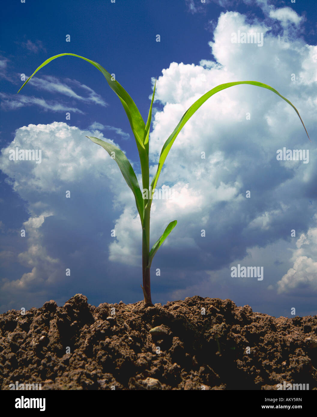 Scion on stem hi-res stock photography and images - Alamy