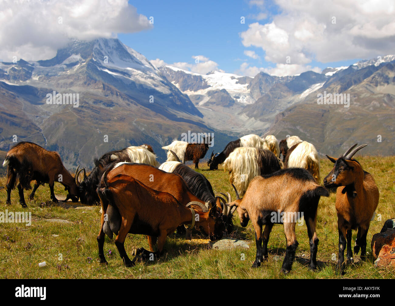 Zermatt goat hi-res stock photography and images - Alamy
