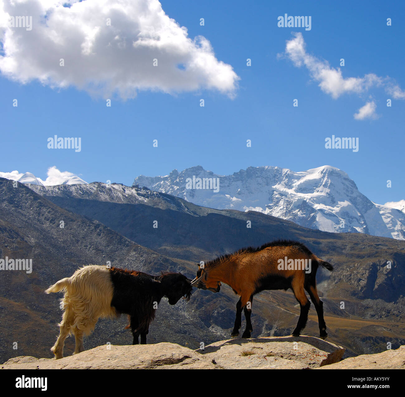 Zermatt goat hi-res stock photography and images - Alamy