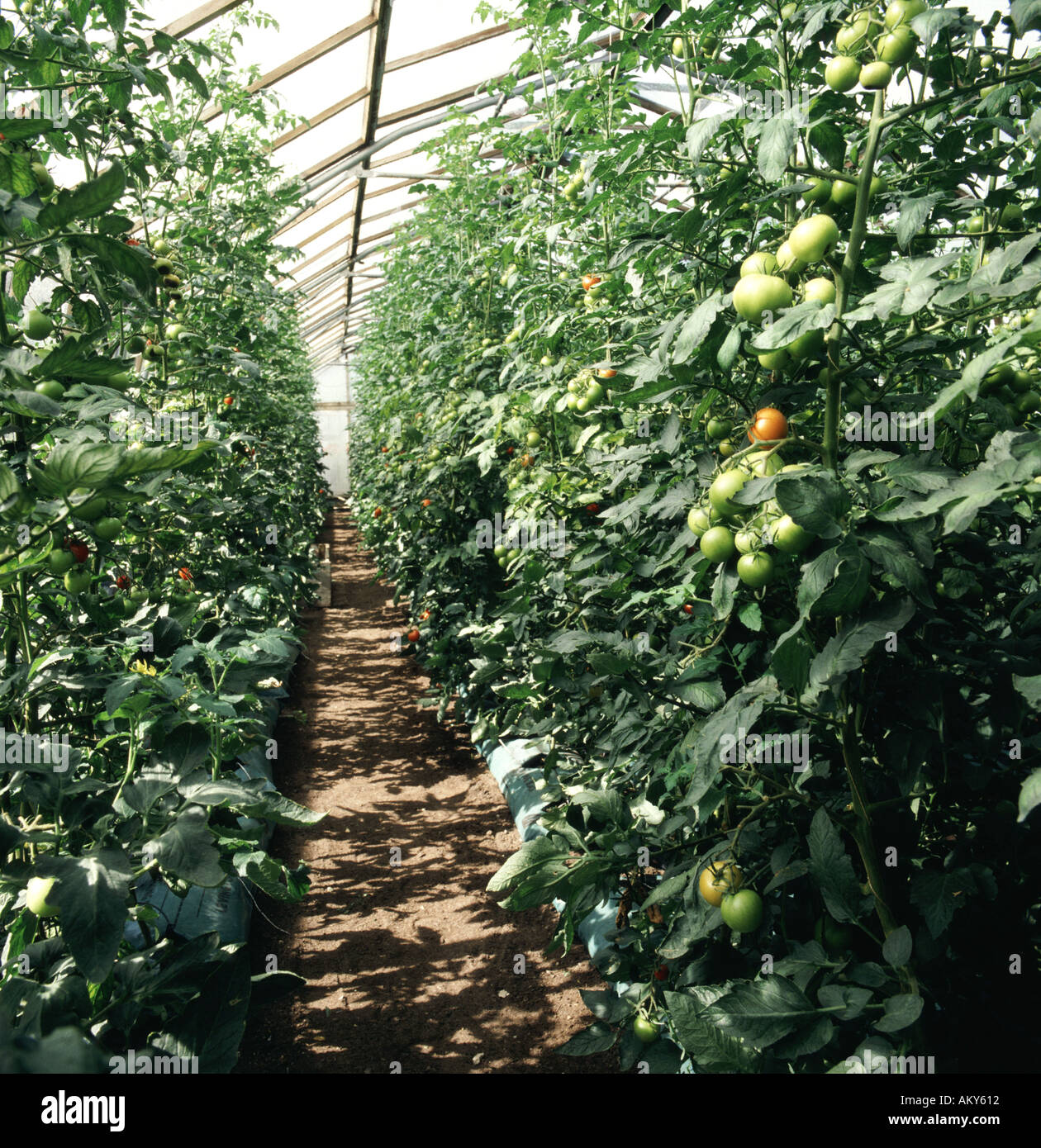 Tomatoes being grown commercially in large glasshouse fruit ripening ...