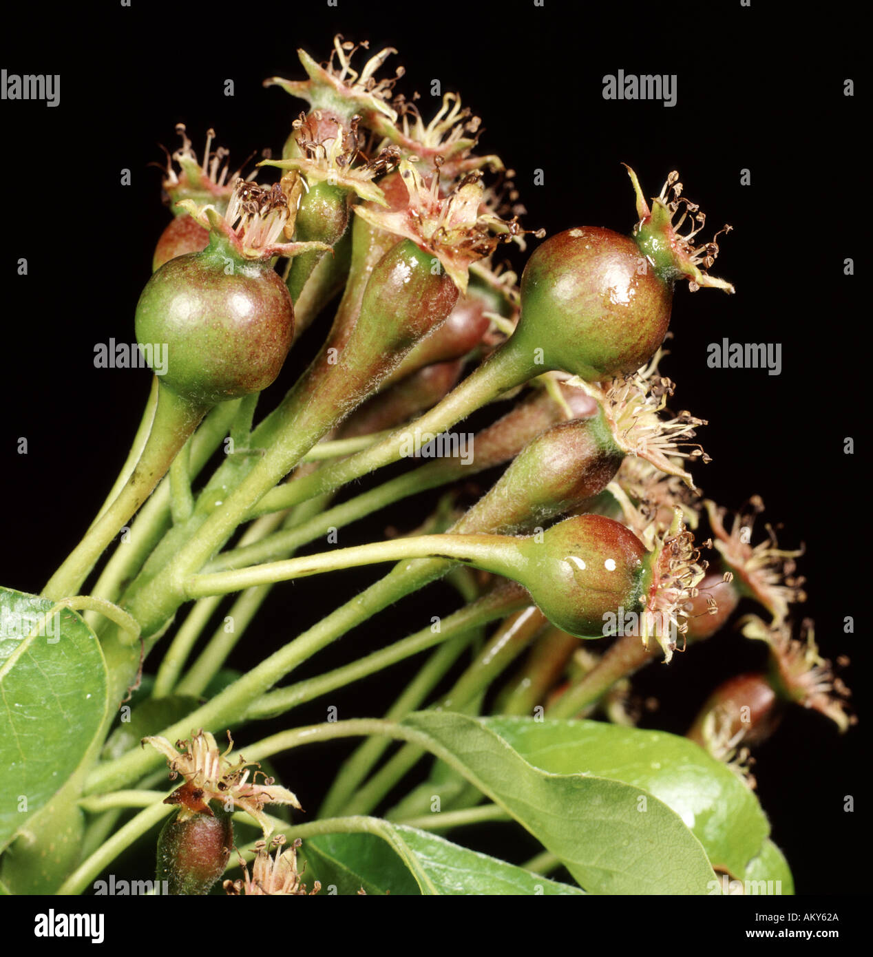 Pear midge hi-res stock photography and images - Alamy