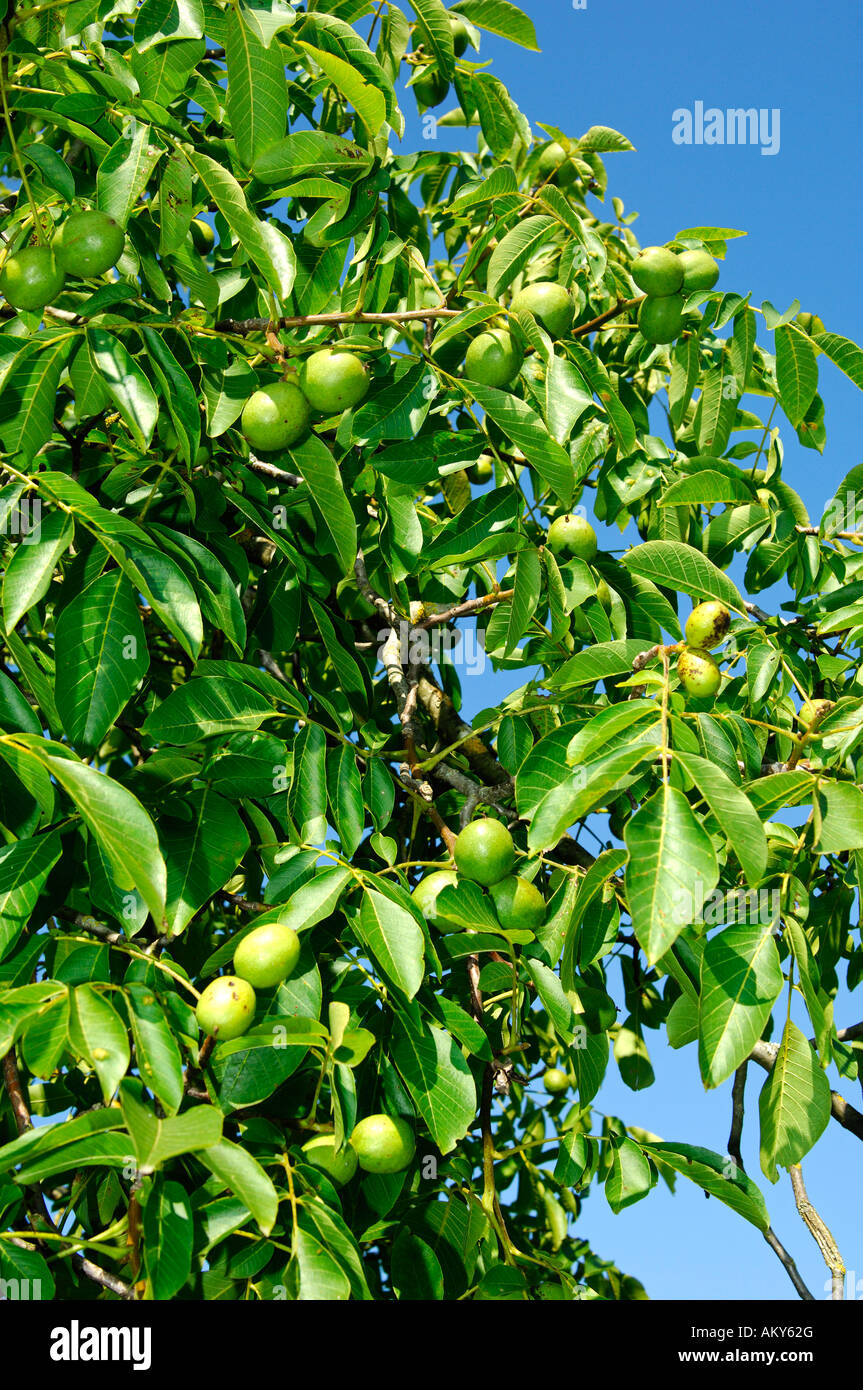 Persian Walnut tree Juglans regia with unripe fruits Stock Photo - Alamy