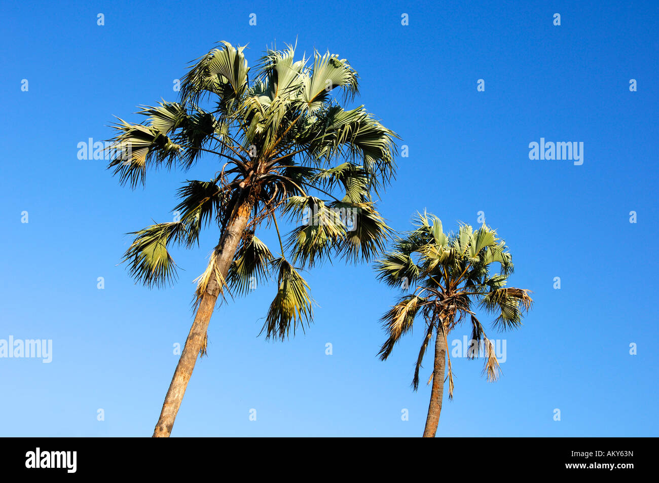 Borassus, Palmyra Palm, Borassus aethiopium Stock Photo - Alamy