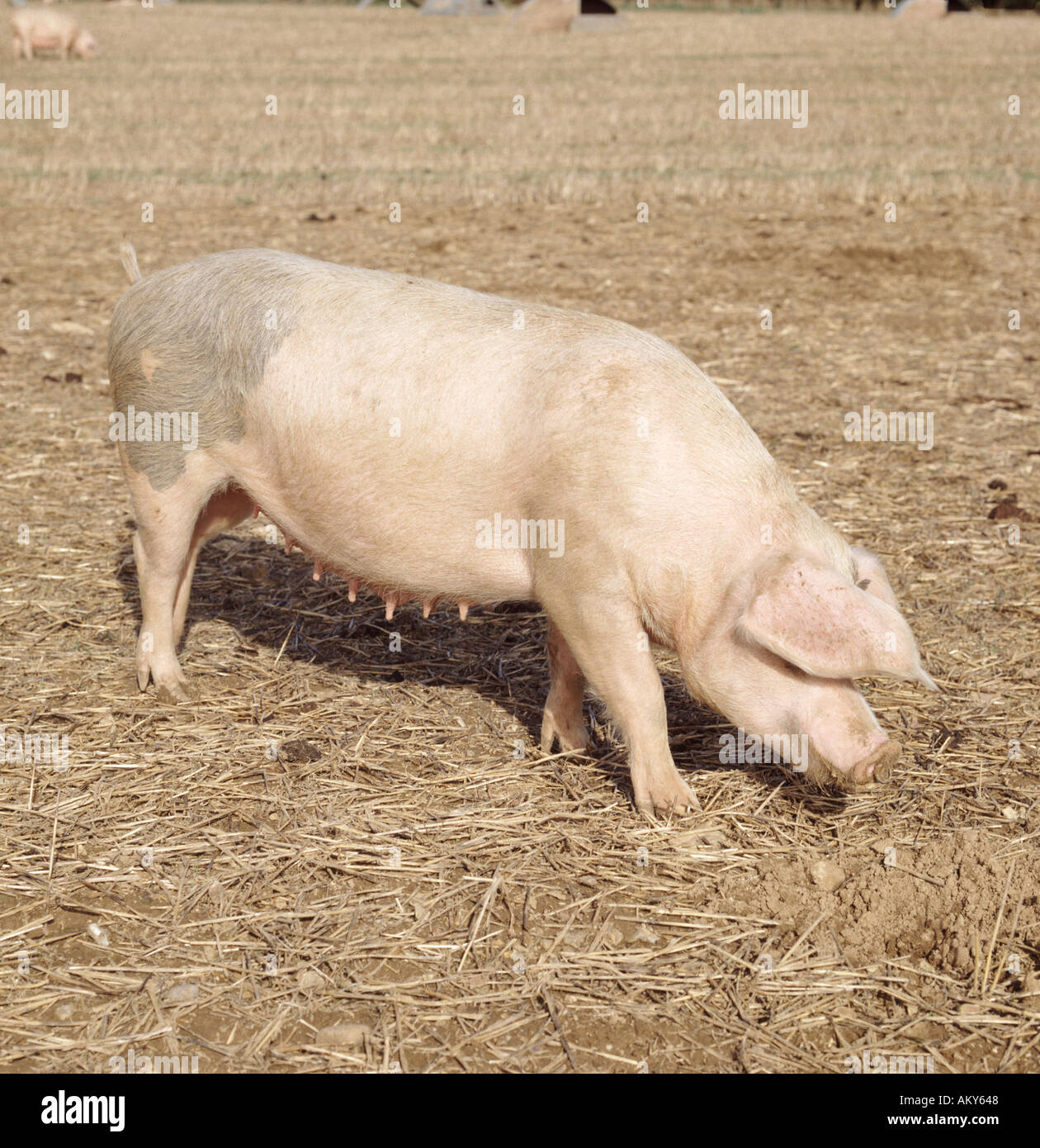 Free range Large White X Landrace sow in field Stock Photo - Alamy