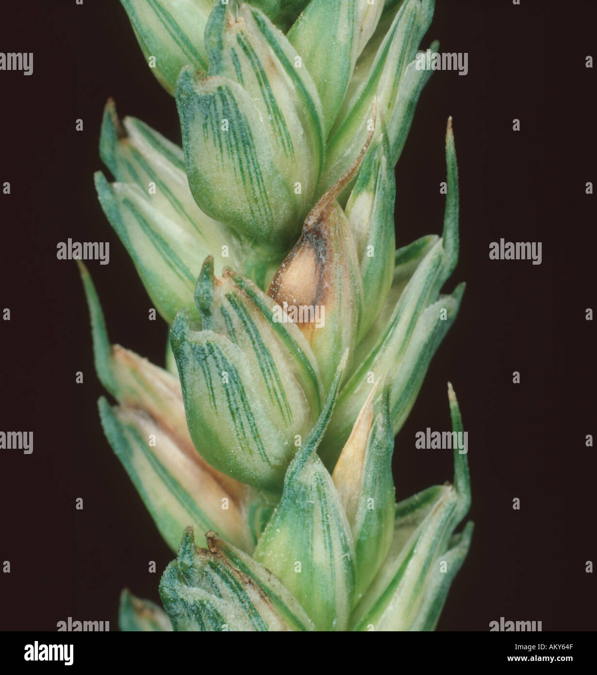 Fusarium ear blight or head scab Fusarium poae early discreet lesion of ...
