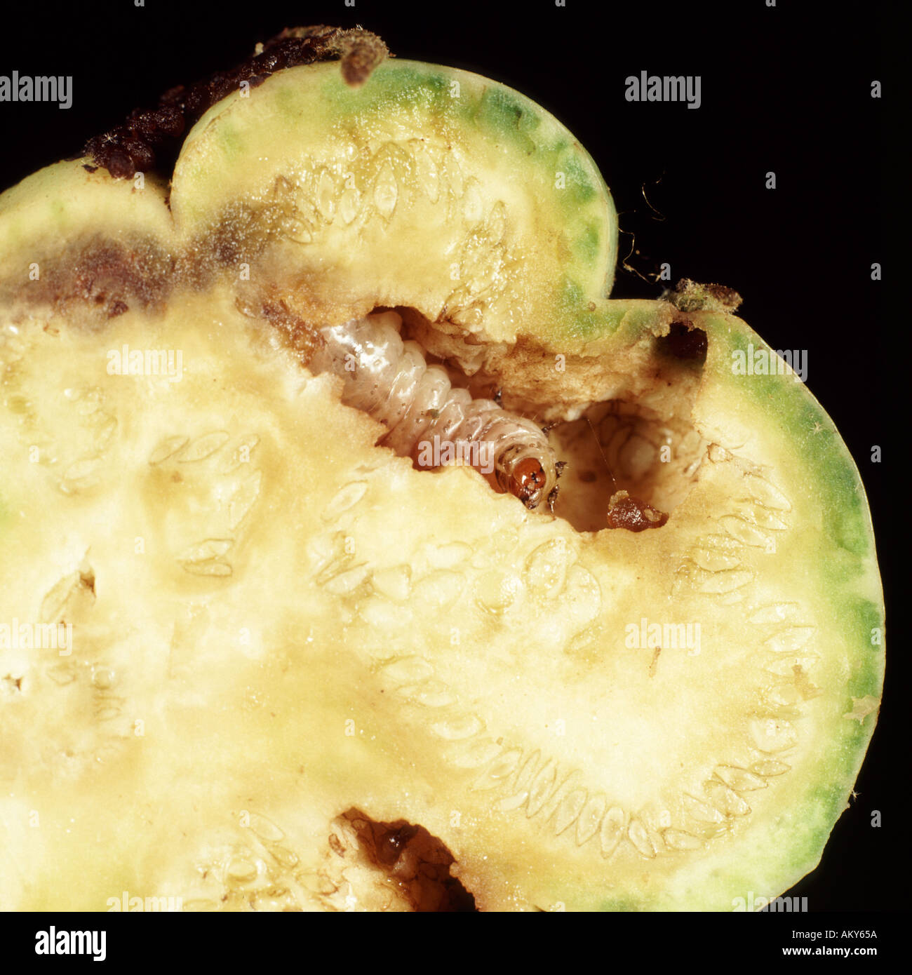 Eggplant boring caterpillar in eggplant Aubergine fruit showing damage ...