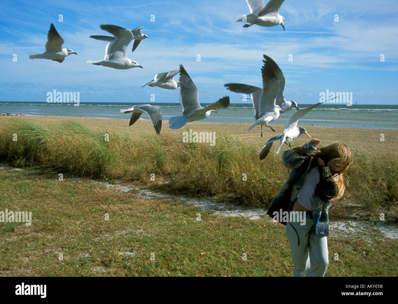 Chased by birds hi-res stock photography and images - Alamy