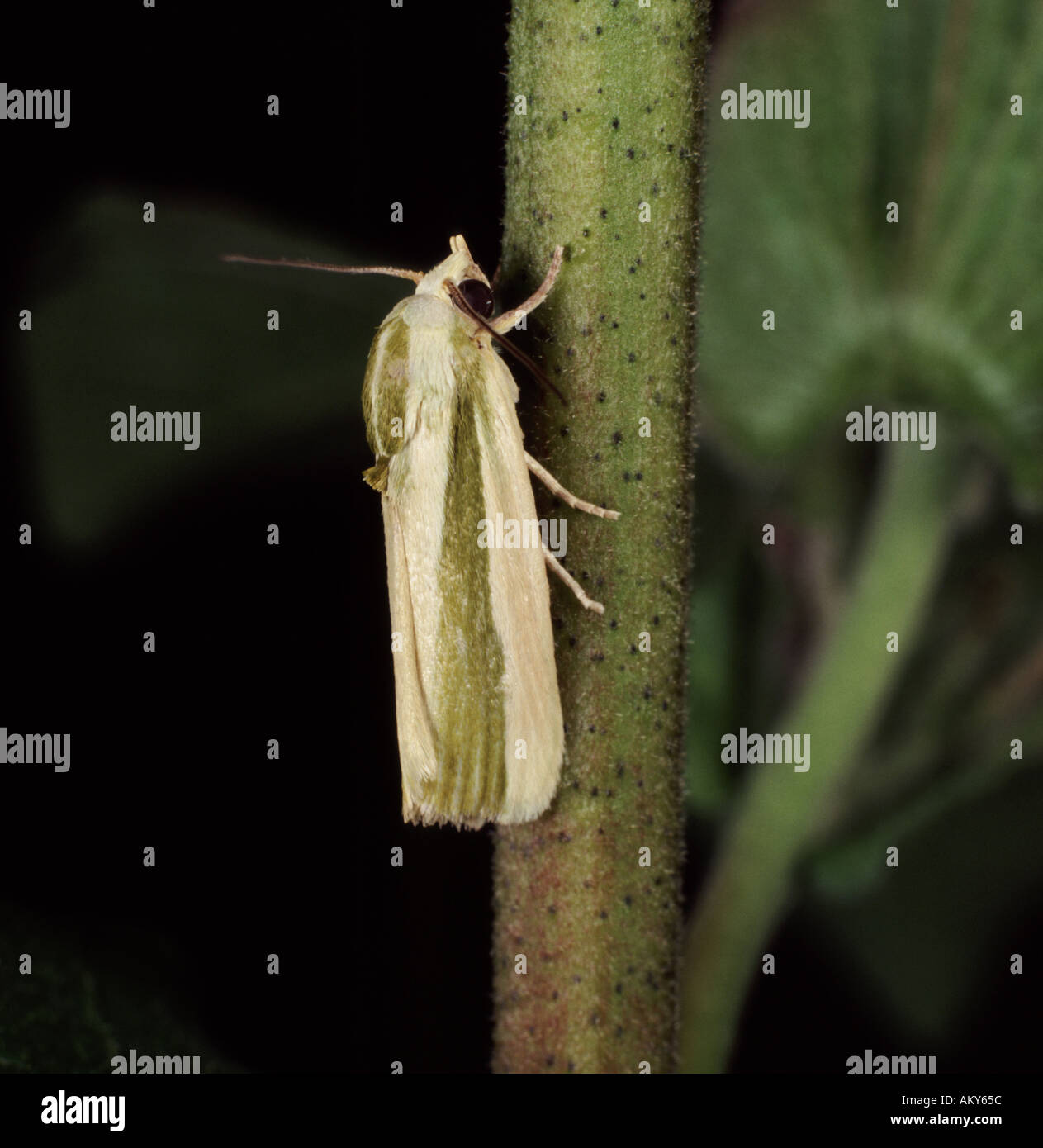 Cotton bollworm moth hi-res stock photography and images - Alamy