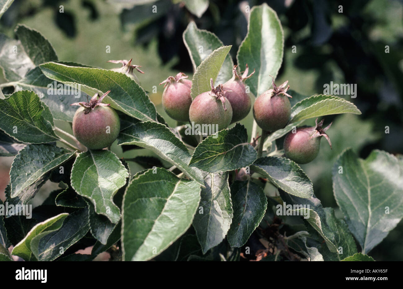 Fruitlet hi-res stock photography and images - Alamy