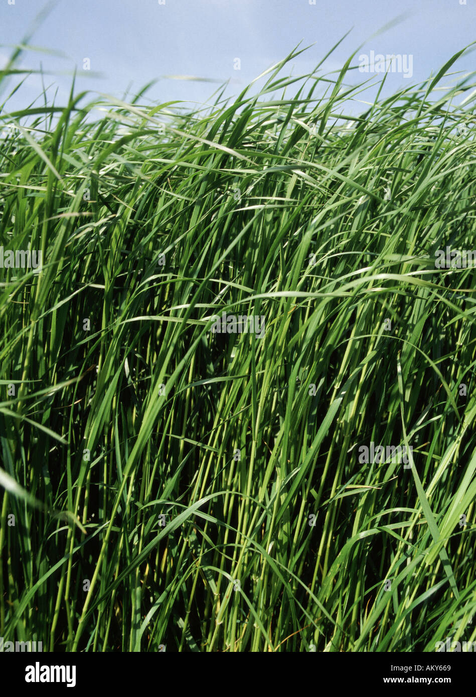 Close up of ryegrass Lolium sp ley in first year before first cut taken ...