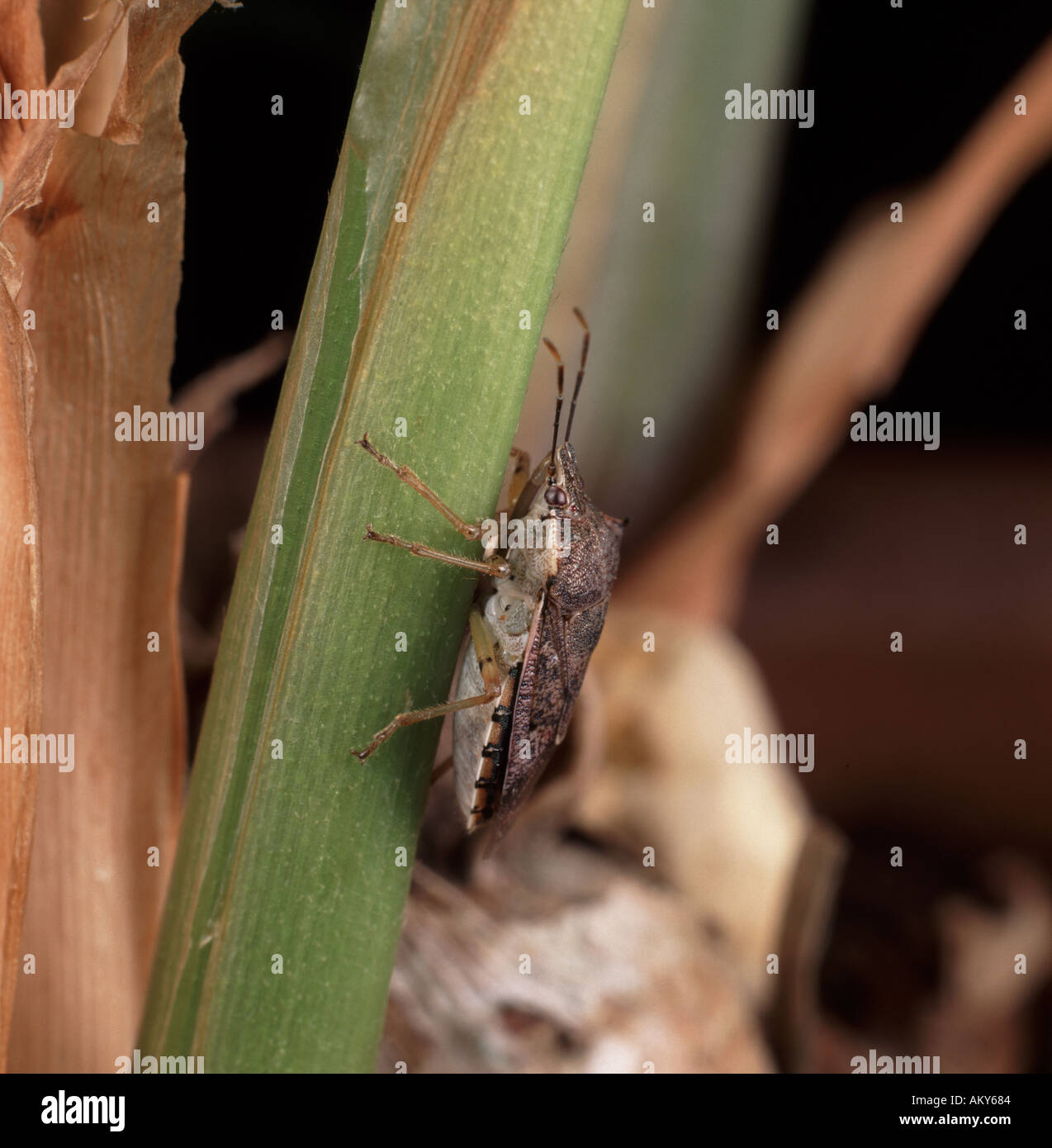 A predatory bug Podisus maculiventris on plant This bug is used in ...