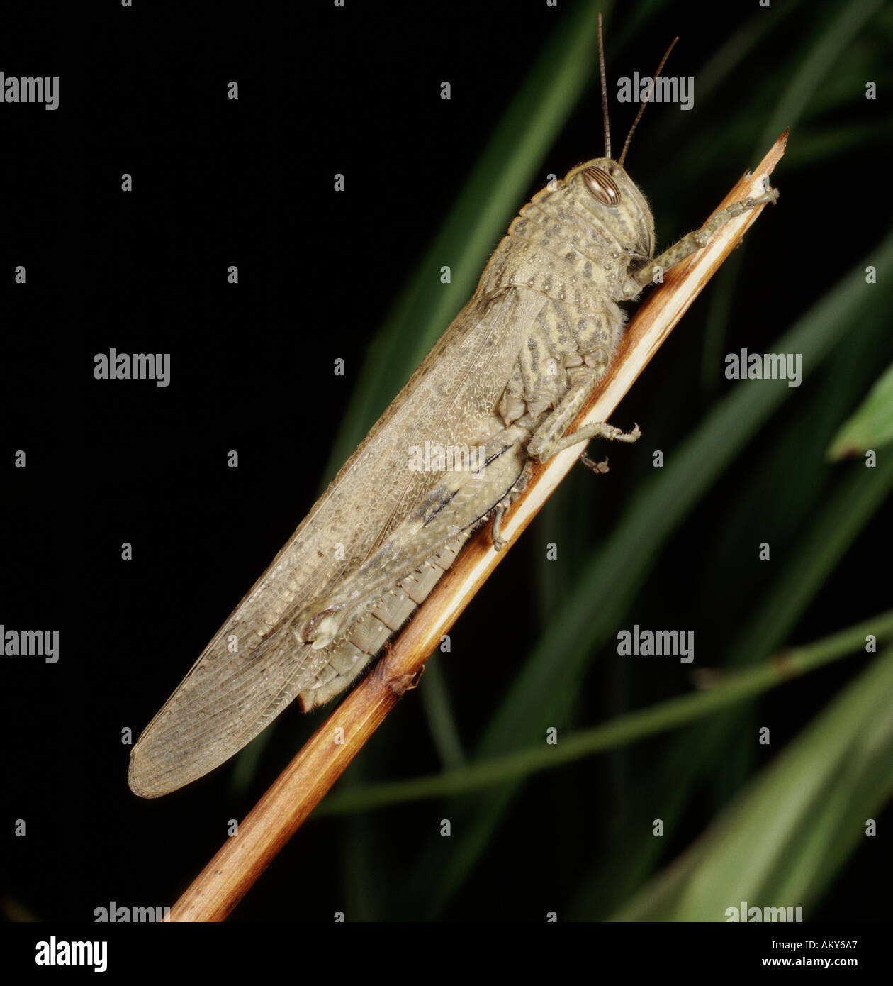 Egyptian grasshopper Anacridium aegyptium on plant Stock Photo - Alamy