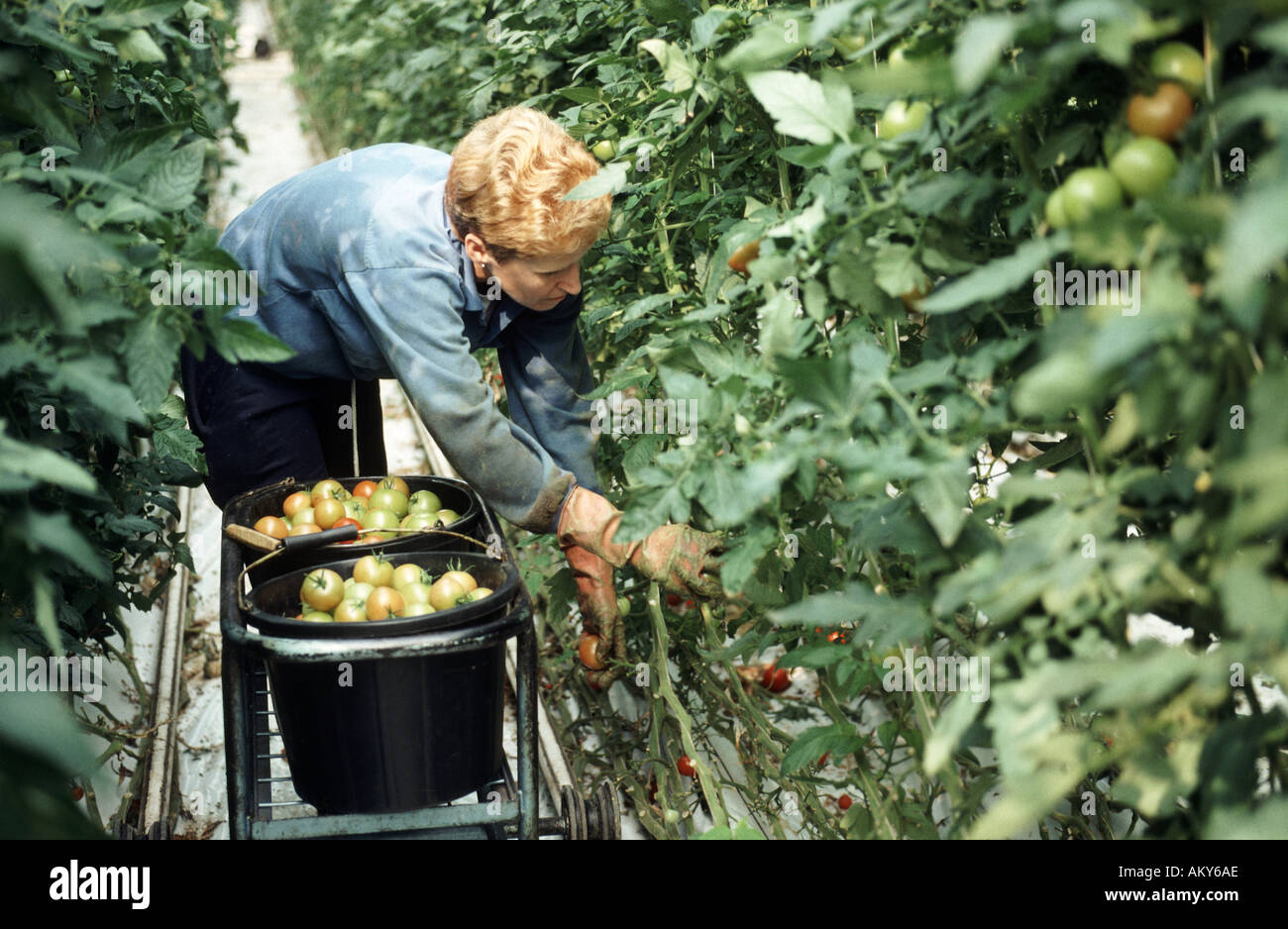 Woman harvesting nutrient hydroponically grown tomato crop in ...