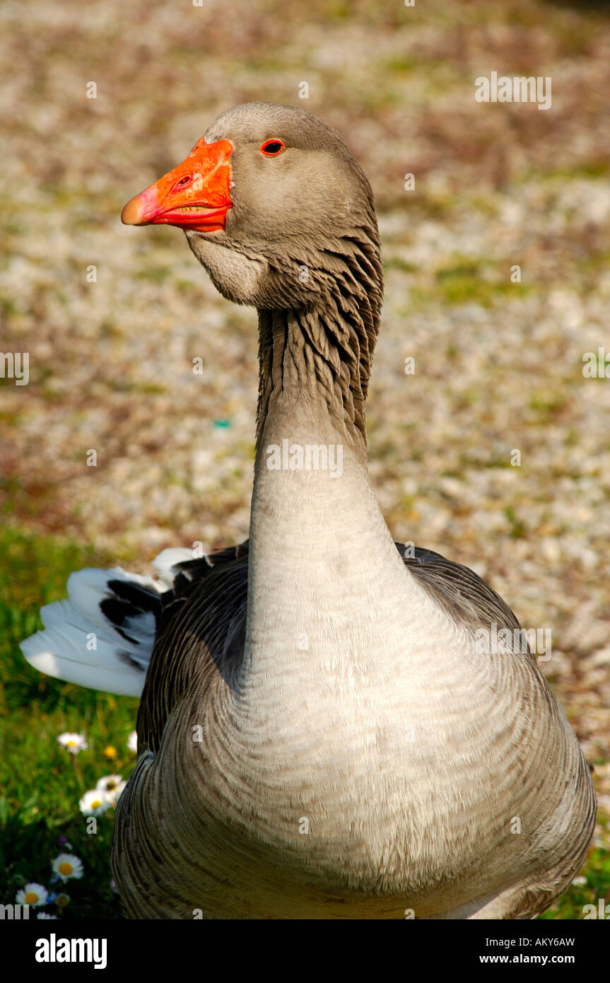 Toulouse goose with dewlap Stock Photo - Alamy