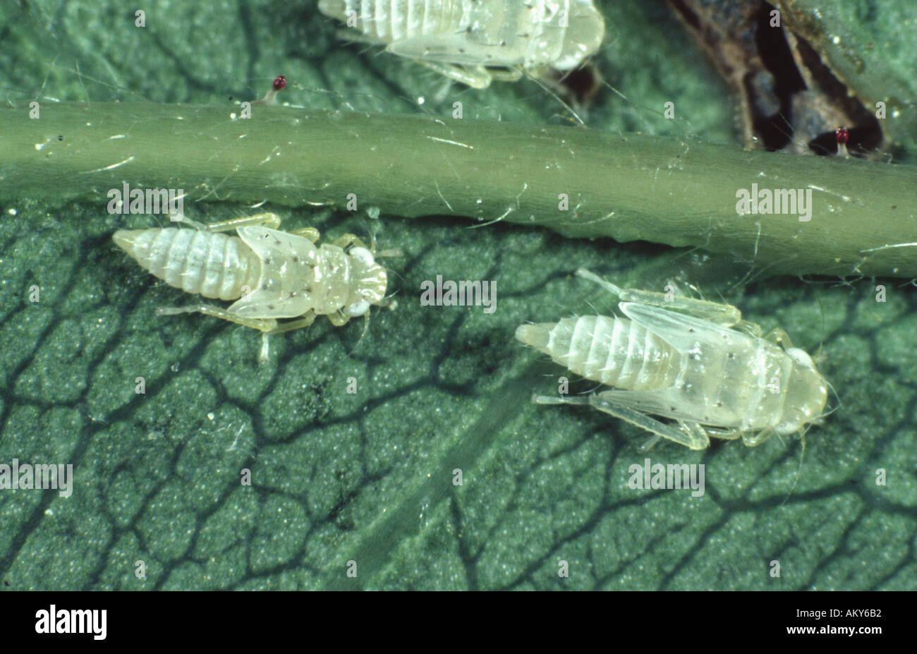 Rose leafhopper Edwardsiana rosae nymphs beside main leaf midrib on ...