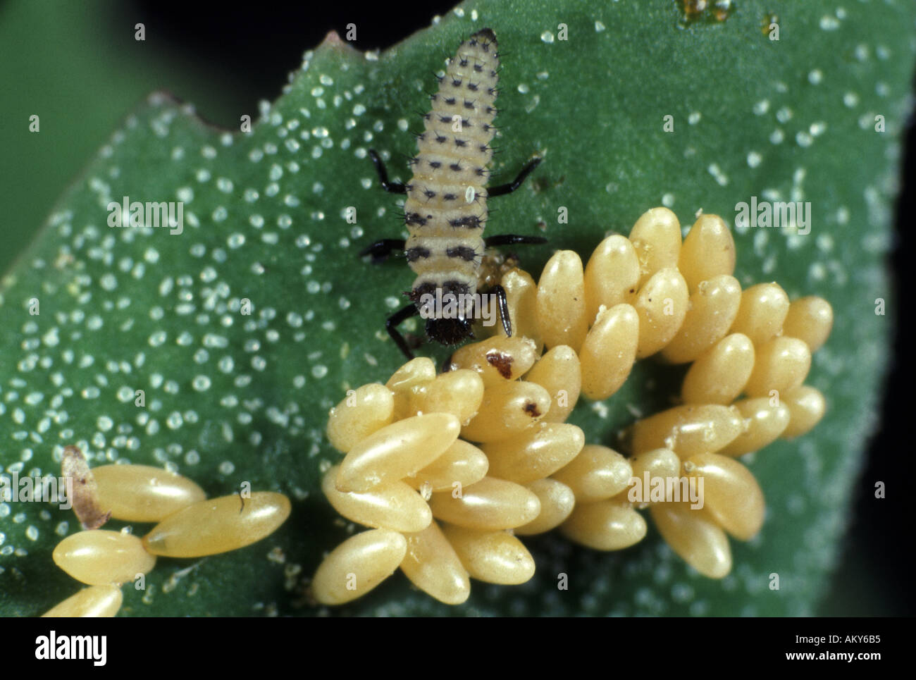 Oval insect eggs hi-res stock photography and images - Alamy