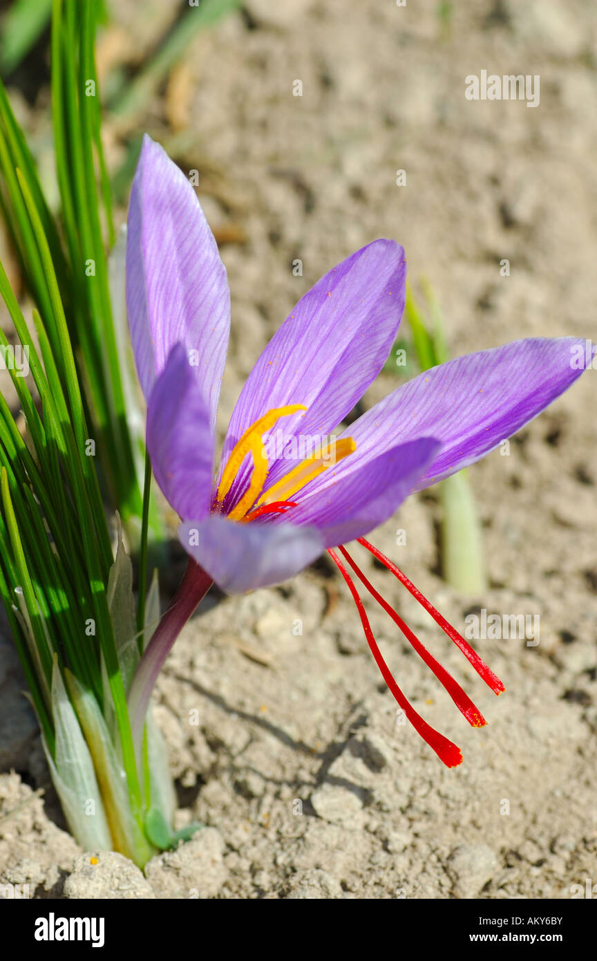 Crocus sativus hi-res stock photography and images - Alamy