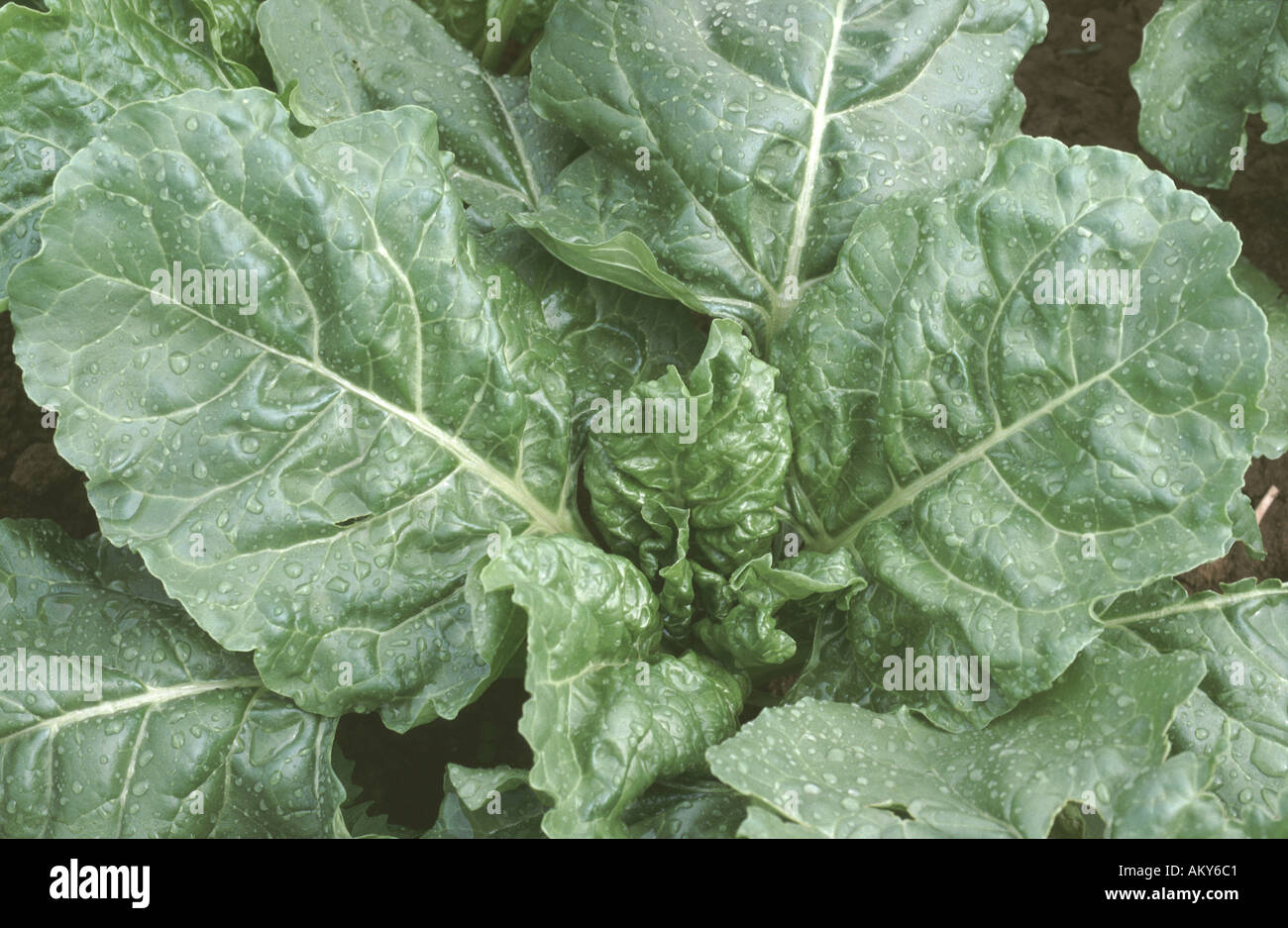 Close up of an immature sugar beet Beta vulgaris plant showing leaf ...