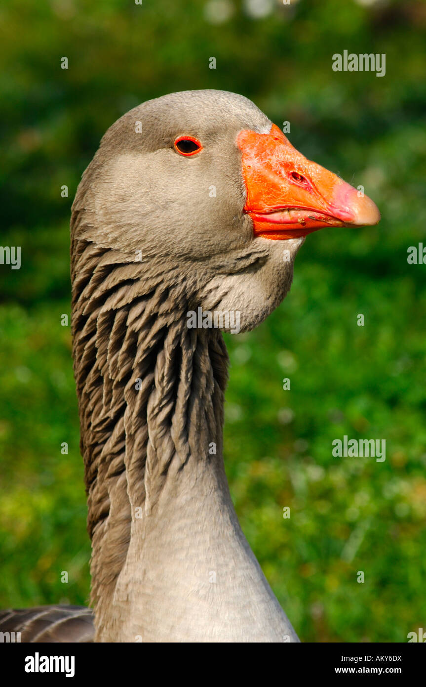 Toulouse goose with dewlap Stock Photo - Alamy