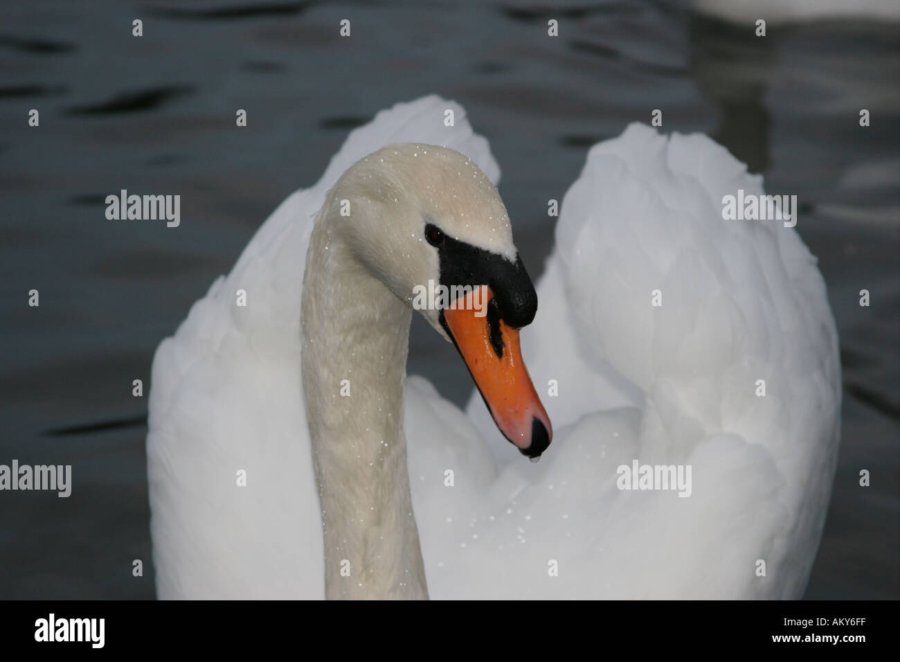 0050 hi-res stock photography and images - Alamy