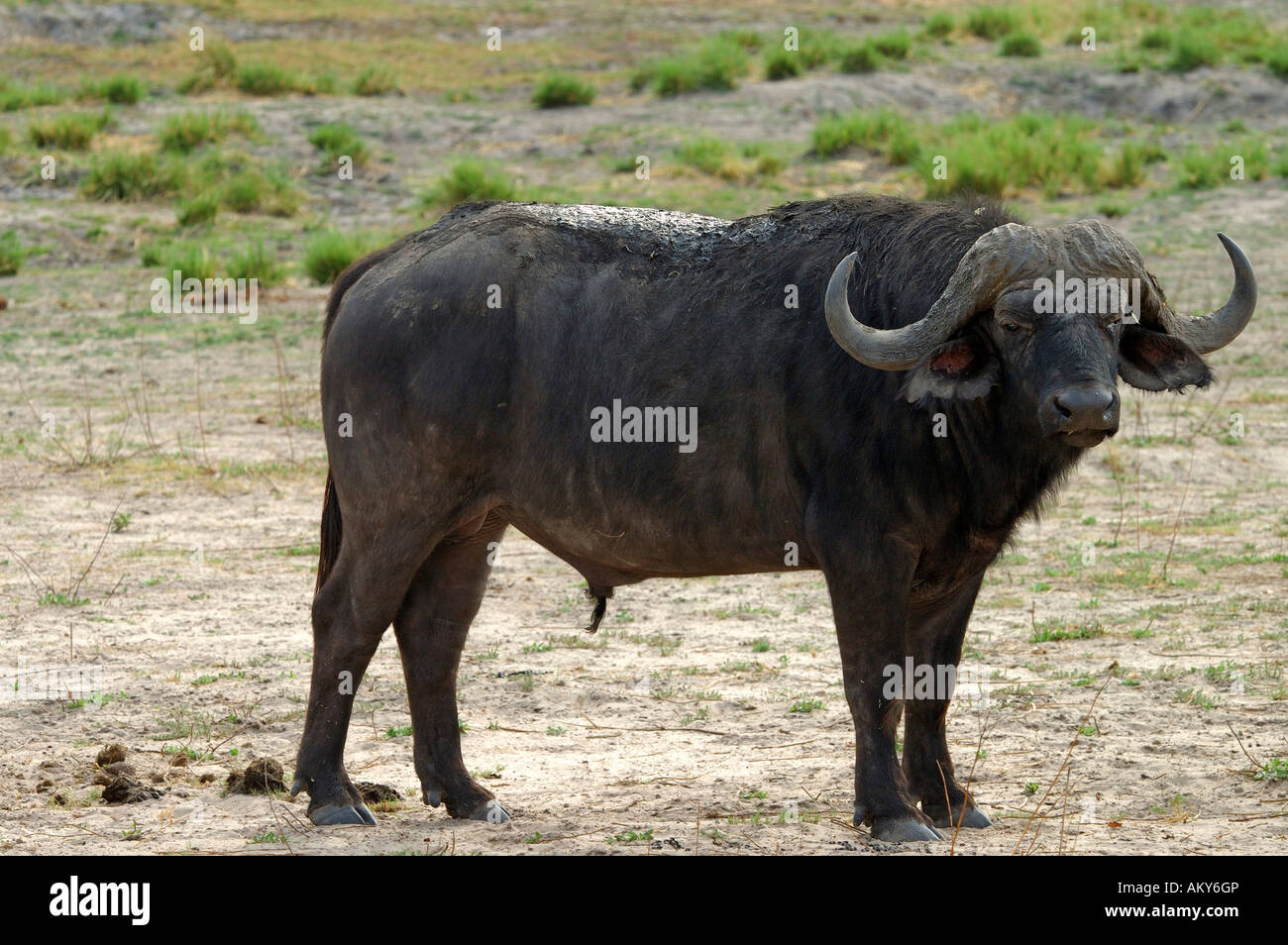 The bull hi-res stock photography and images - Alamy
