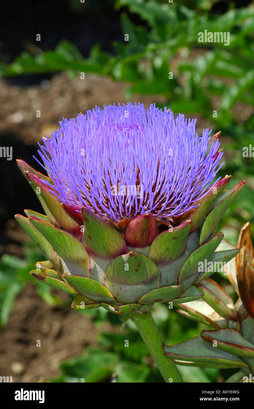 Cardoon, Cynara cardunculus Stock Photo - Alamy