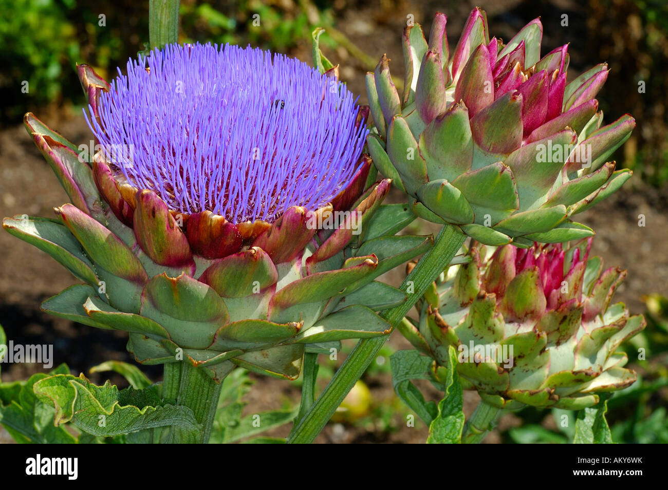 Cardoon, Cynara cardunculus Stock Photo - Alamy