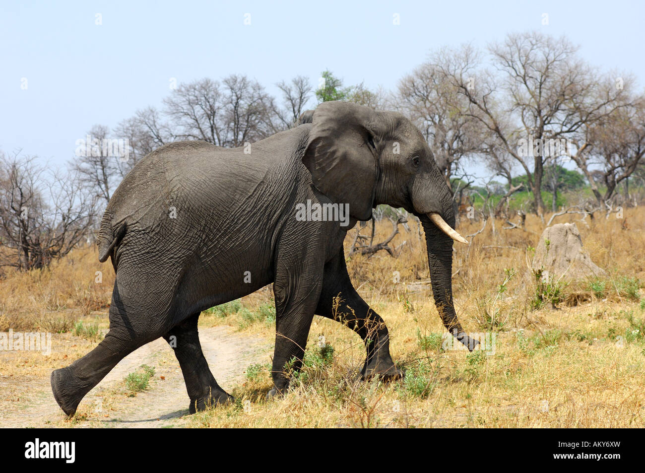 Running African Elephant, Loxodonta africana, East Africa Stock Photo ...