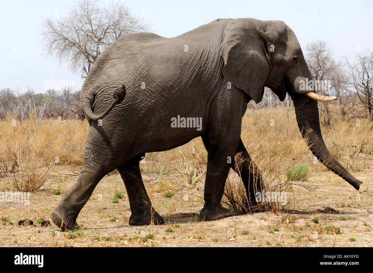 Elephant runs hi-res stock photography and images - Alamy