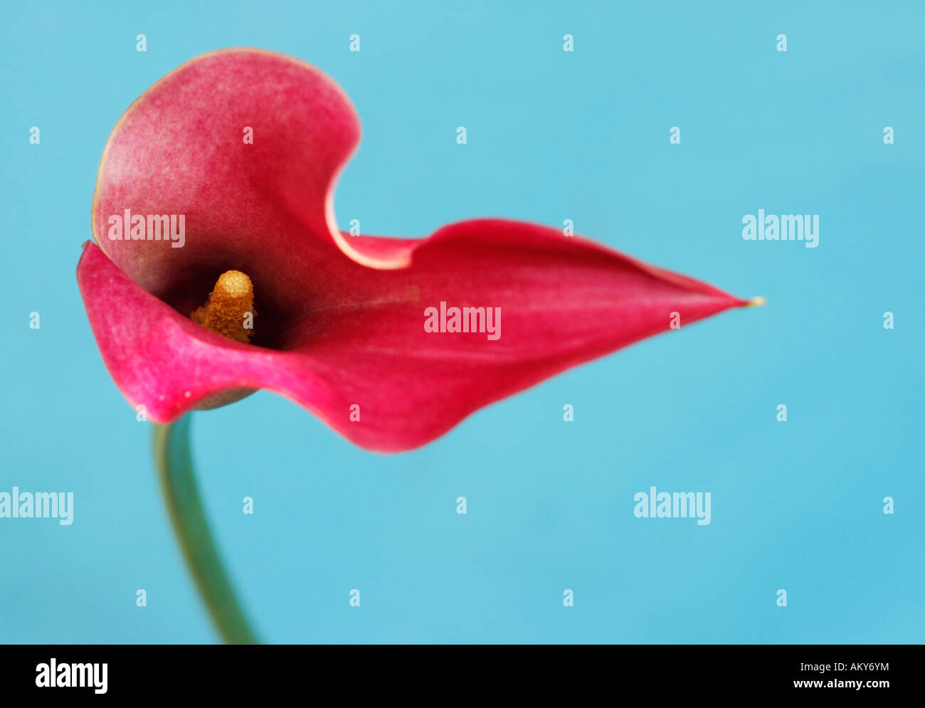 Purple Arum Lilies High Resolution Stock Photography and Images - Alamy