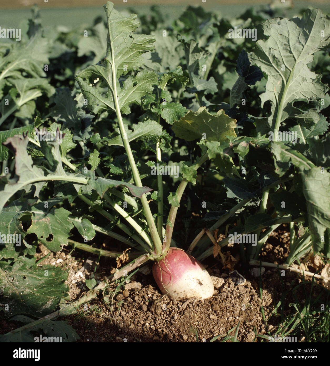 Mature turnip plant growing in hi-res stock photography and images - Alamy