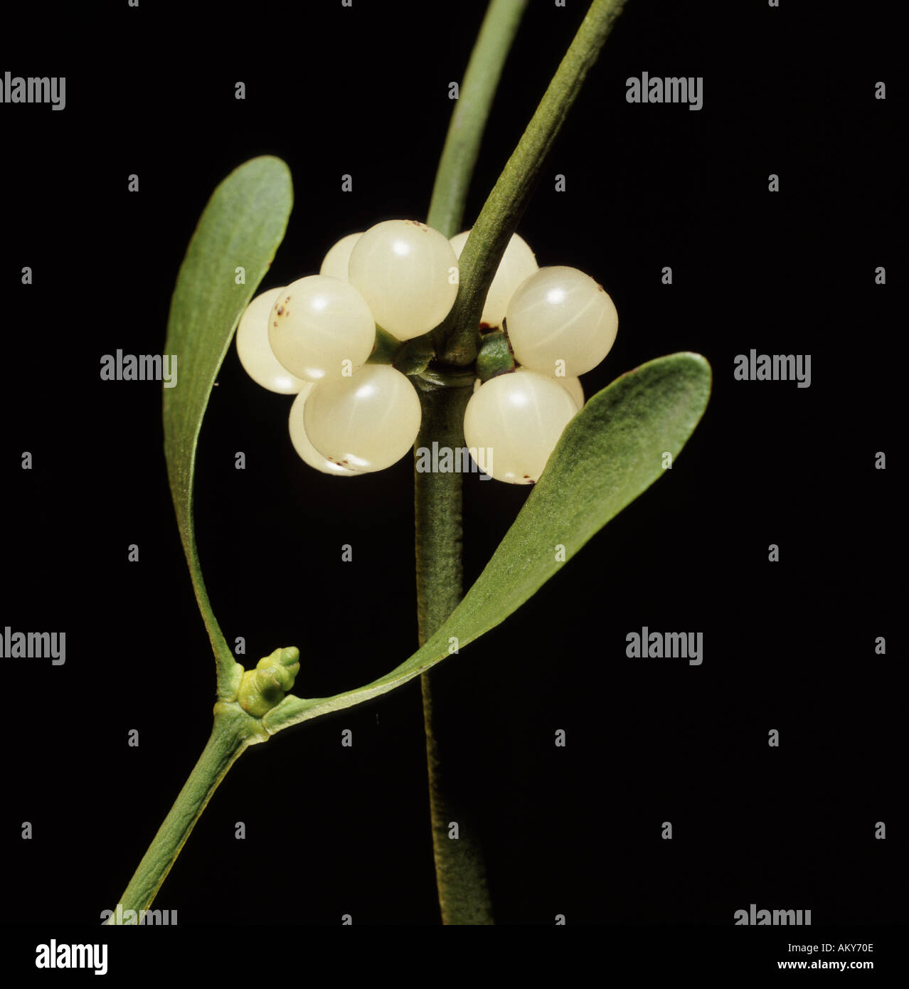Kiss under the mistletoe hi-res stock photography and images - Alamy