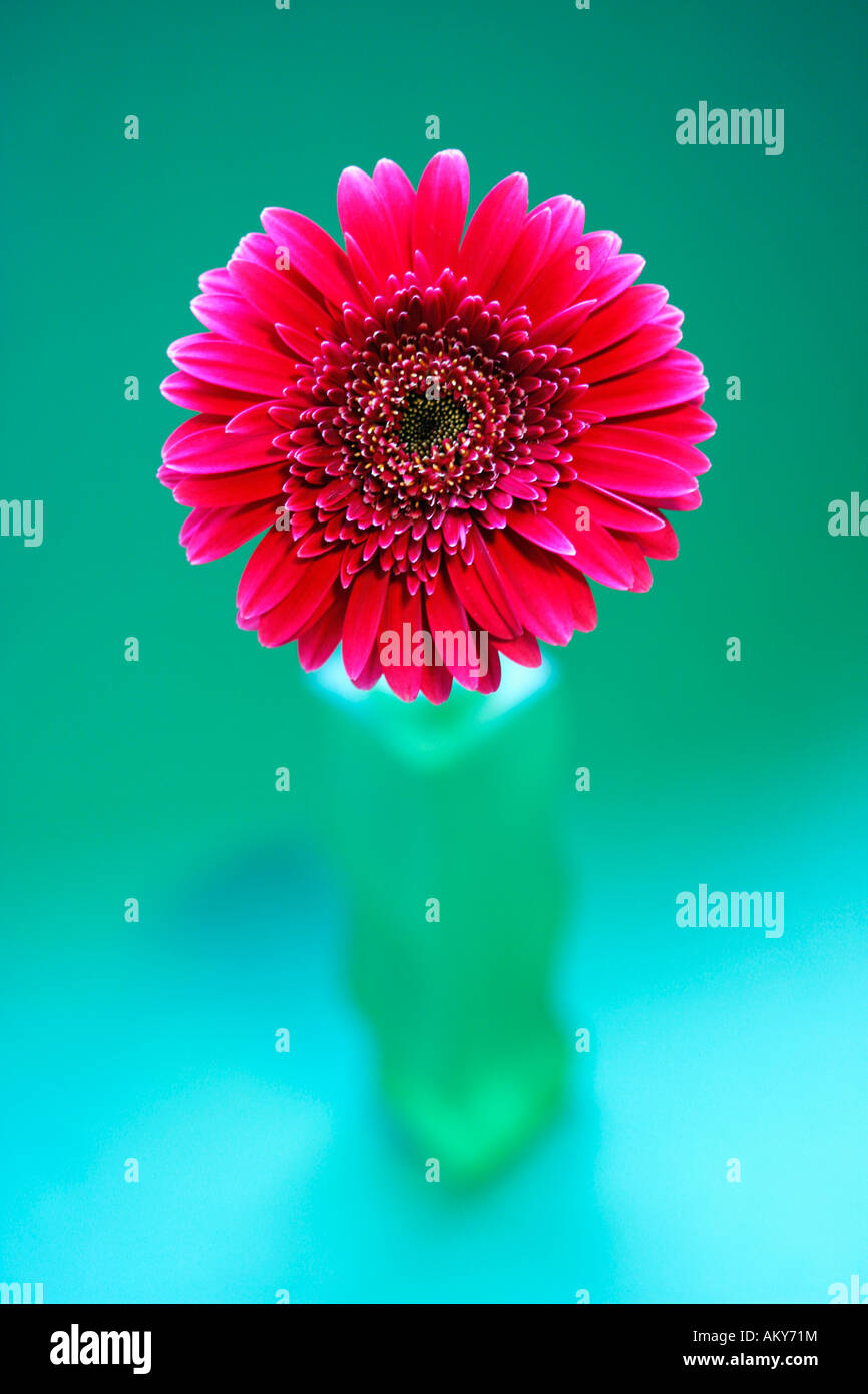 Gerberas vase hi-res stock photography and images - Alamy